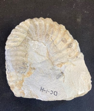 Store - Cretaceous Fossils | Fossilfactory