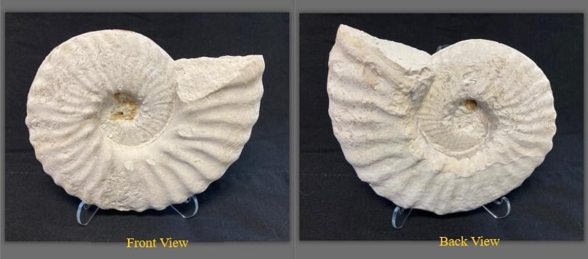 Store - Cretaceous Fossils | Fossilfactory