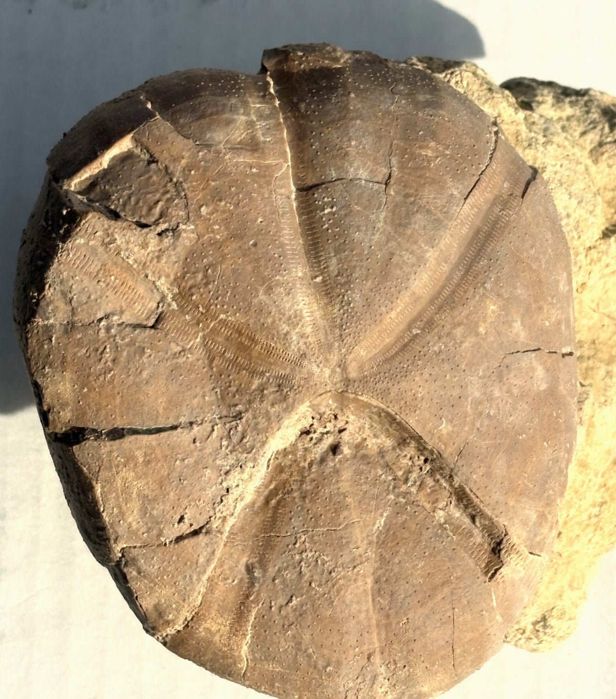Cretaceous Echinoids | Fossilfactory