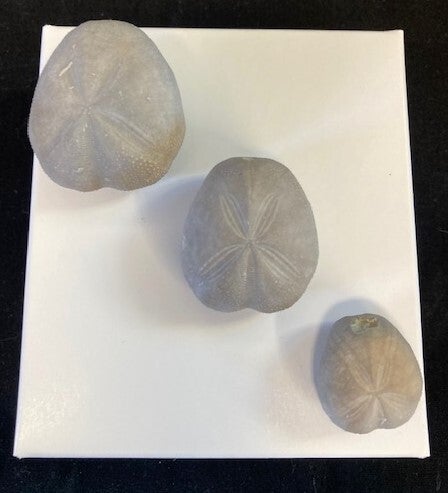 Cretaceous Echinoids | Fossilfactory