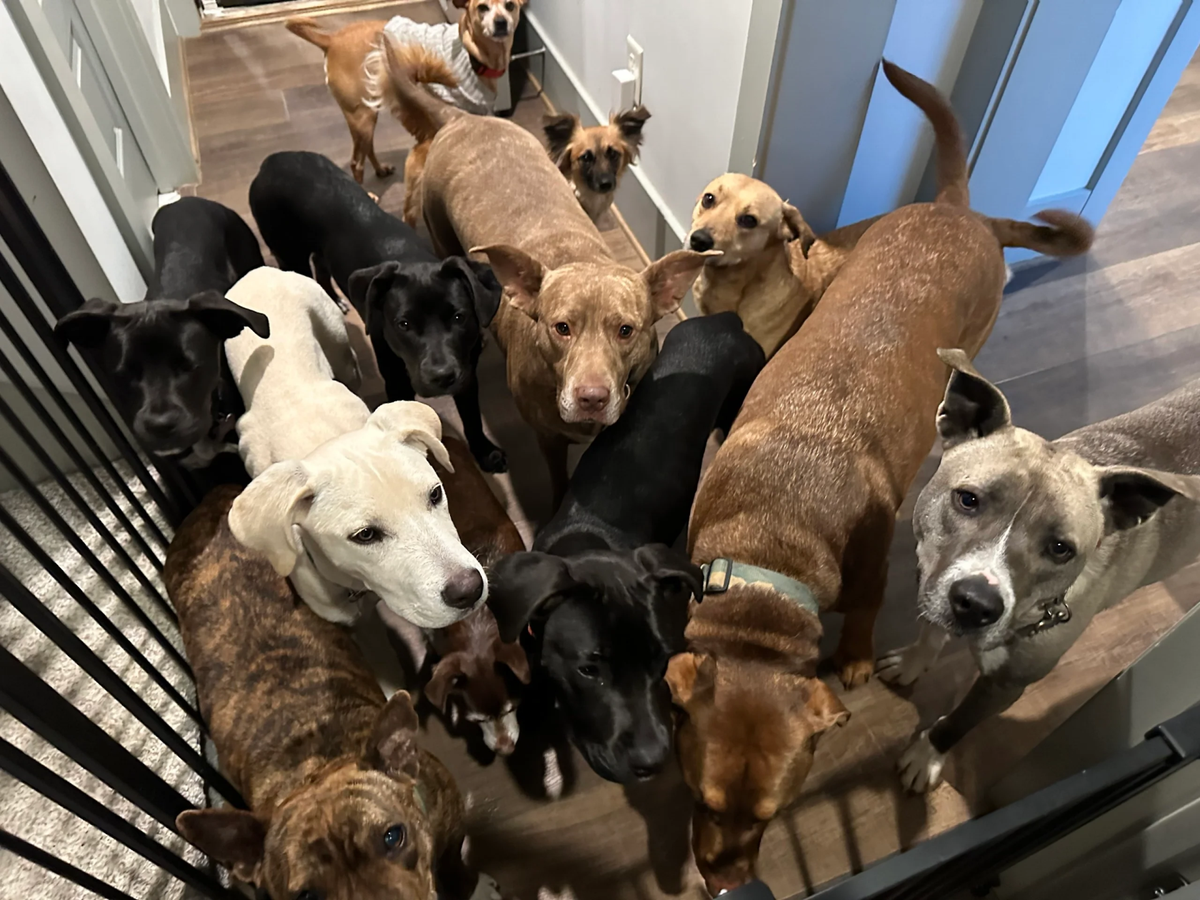 National pet day / blog | Less People More Dogs