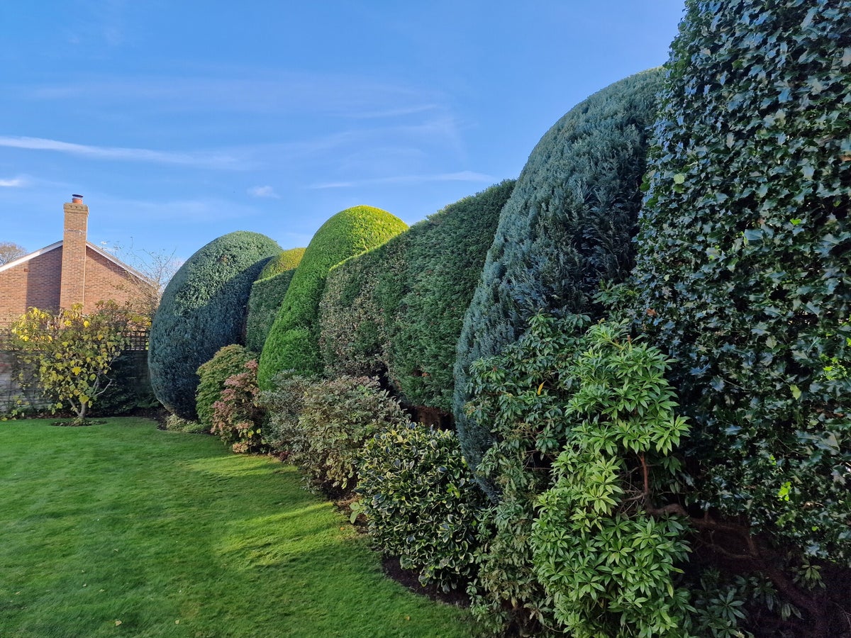 Hall's Hedges