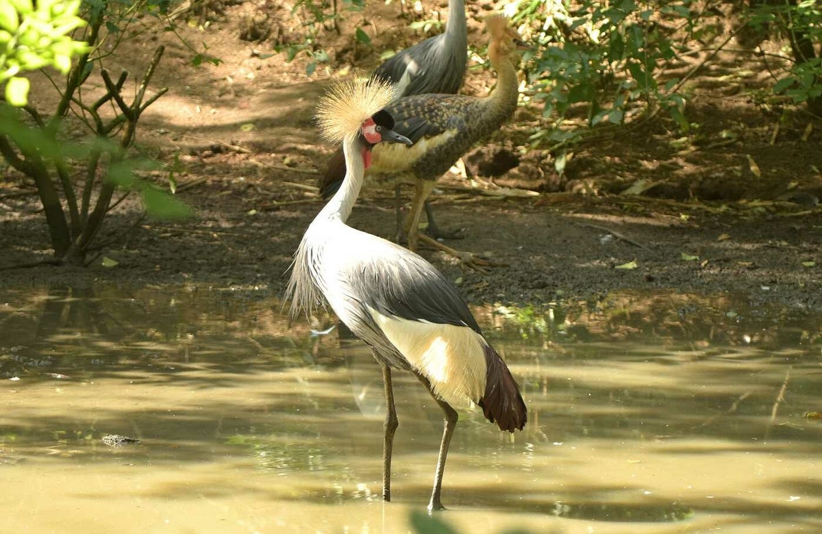 Grijze kroonkraanvogel / Vogels / Fauna | Gerheserheide Leopoldsburg-Ham