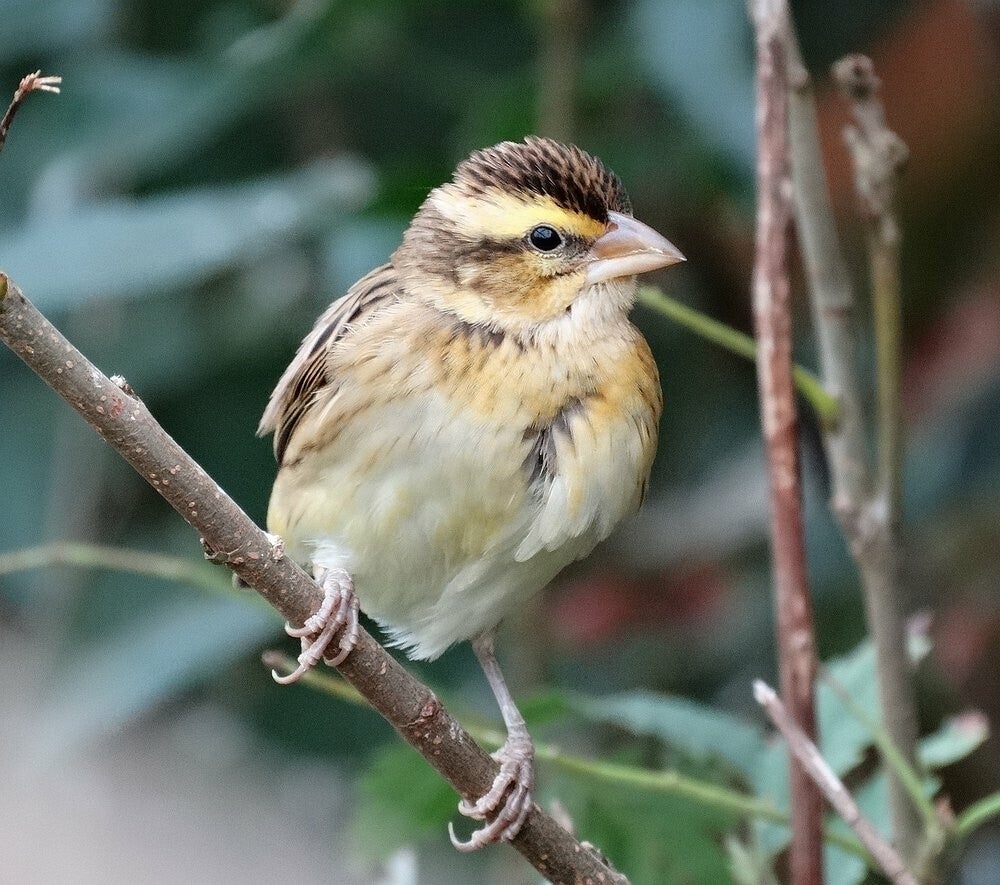 Napoleonwever / Vogels / Fauna | Gerheserheide Leopoldsburg-Ham
