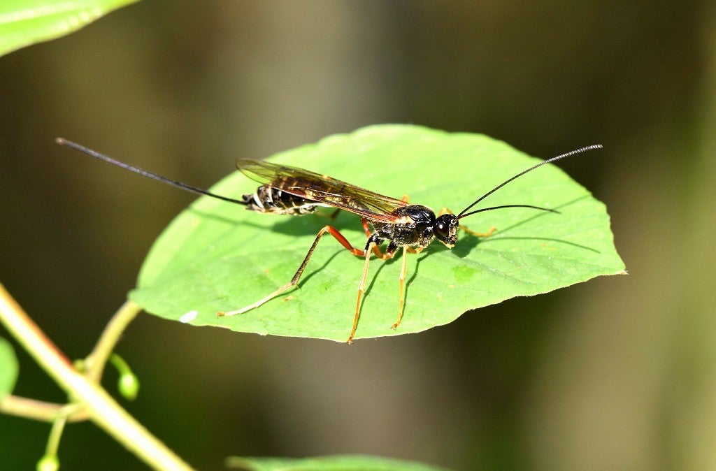 Coleocentrus excitator / Bijen-Wespen / Insecten / Fauna ...