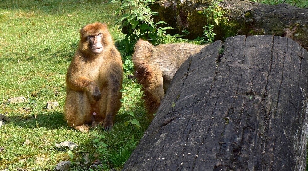 Berberaap / Zoogdieren / Fauna | Gerheserheide Leopoldsburg-Ham