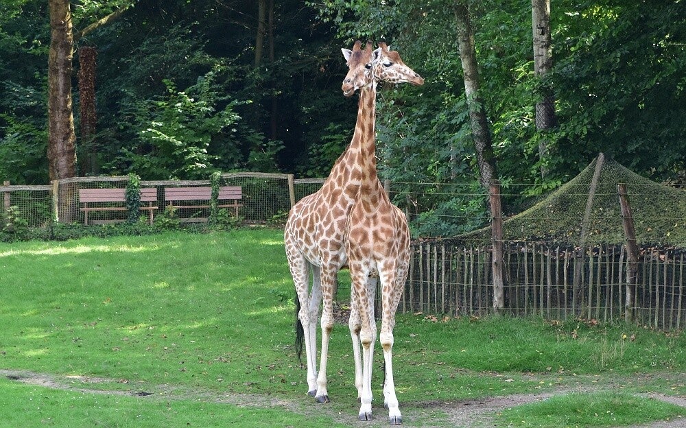 Kordofangiraffe / Zoogdieren / Fauna | Gerheserheide Leopoldsburg-Ham