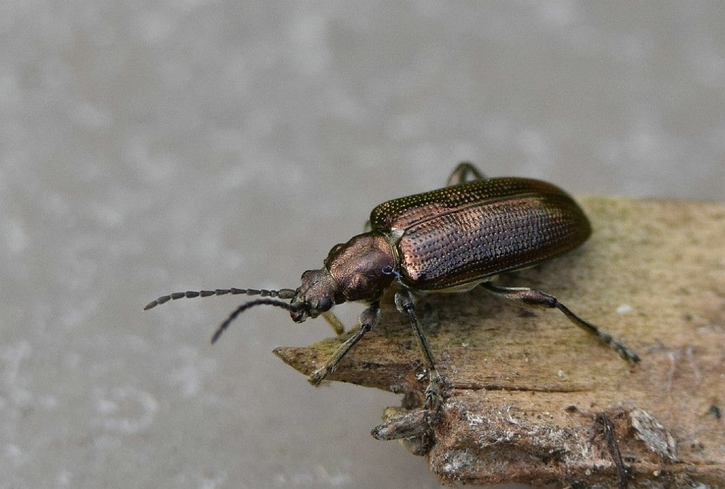 Trage rietkever / Kevers / Insecten / Fauna | Gerheserheide ...