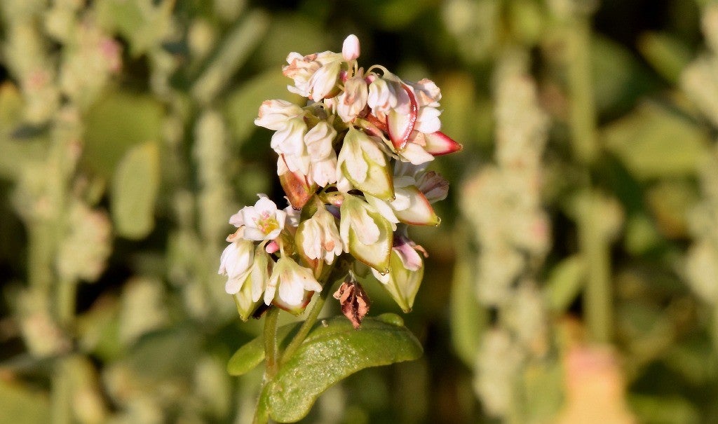 Boekweit / Planten / Flora | Gerheserheide Leopoldsburg-Ham