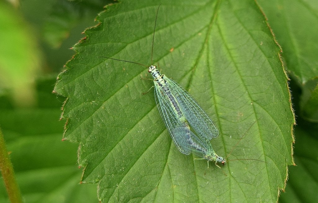Gaasvlieg / Vliegen / Insecten / Fauna | Gerheserheide Leopoldsburg-Ham