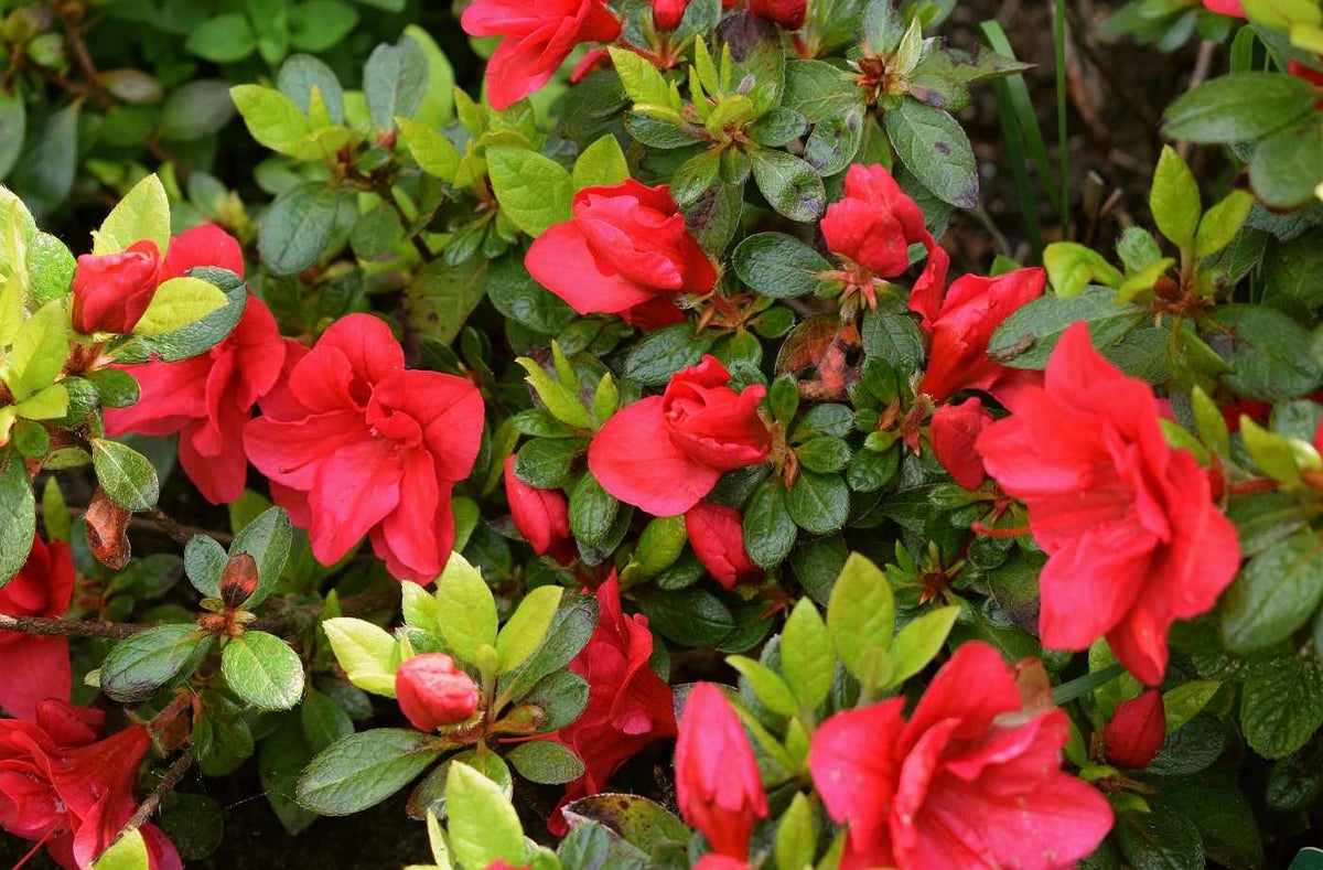 Japanse azalea / Planten / Flora | Gerheserheide Leopoldsburg-Ham