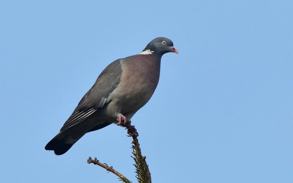 Houtduif / Vogels / Fauna | Gerheserheide Leopoldsburg-Ham