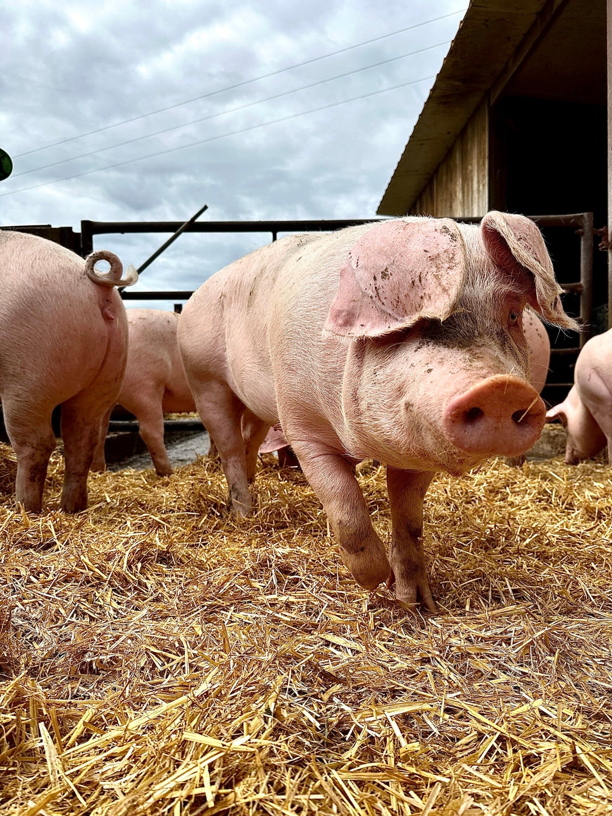 Accueil - Lambaudie Porc