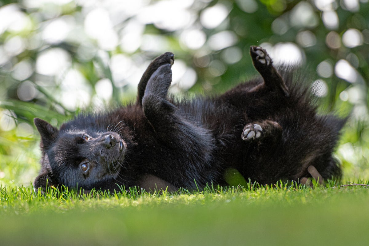 Schipperkes in de sport / Het karakter van het Schipperke | Schipperkepup