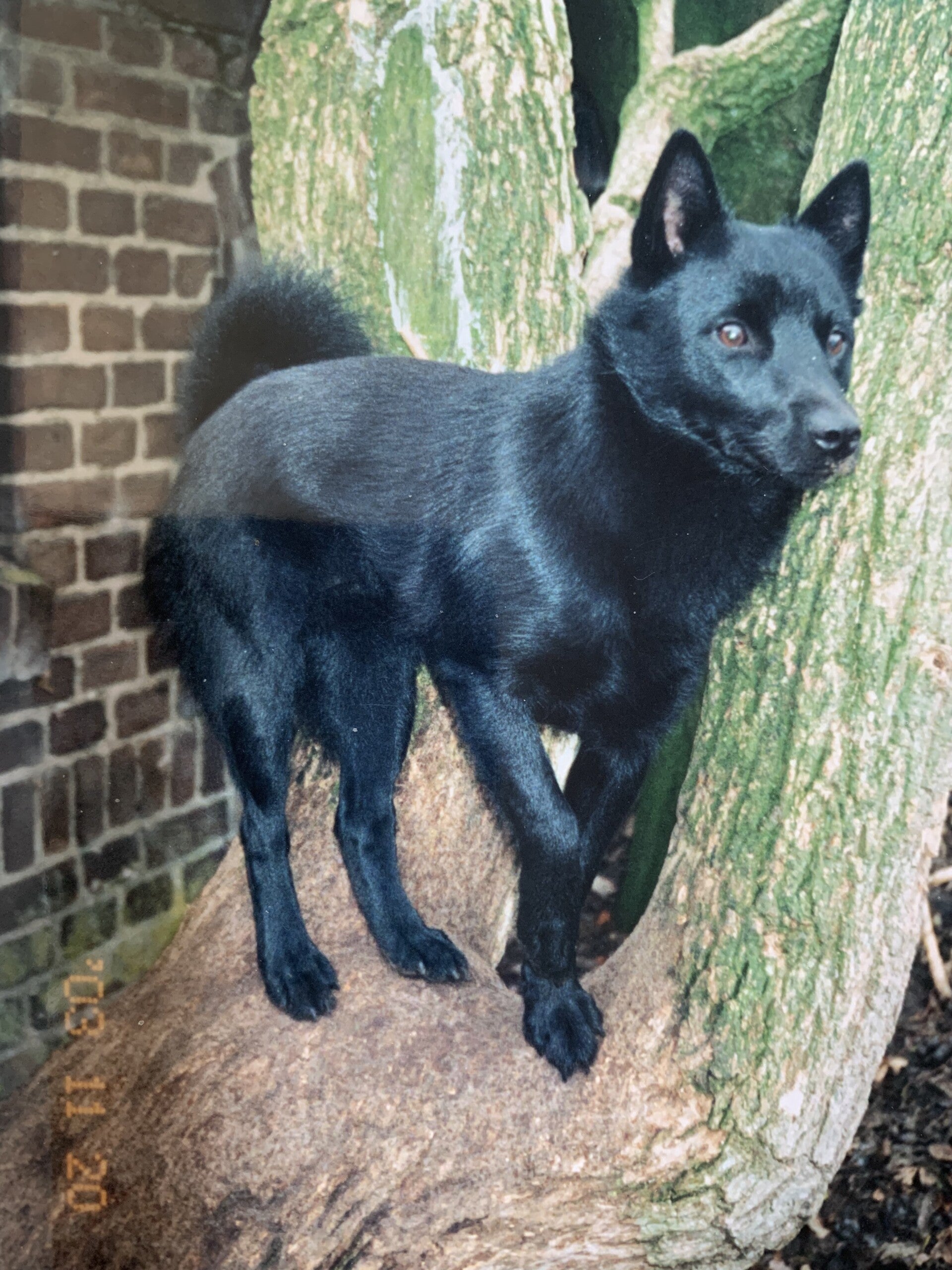 Het Schipperke | Schipperkepup