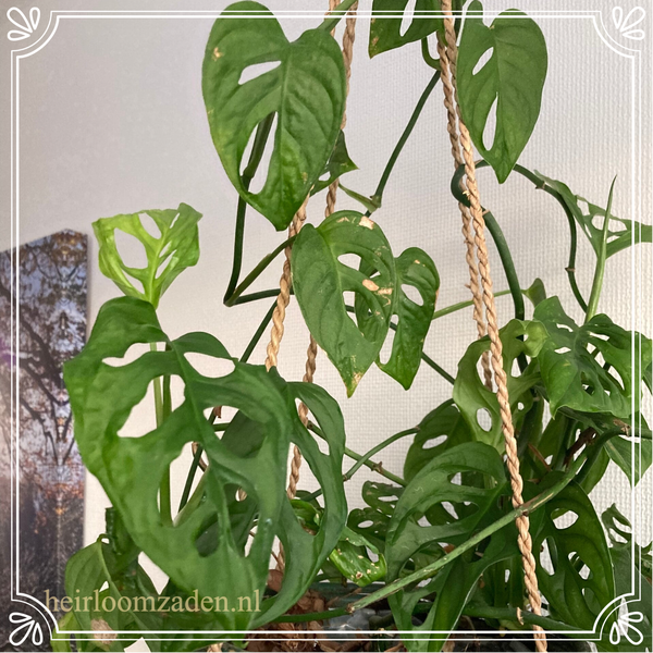 Monstera / zeldzame kamerplanten | Heirloomzaden.nl