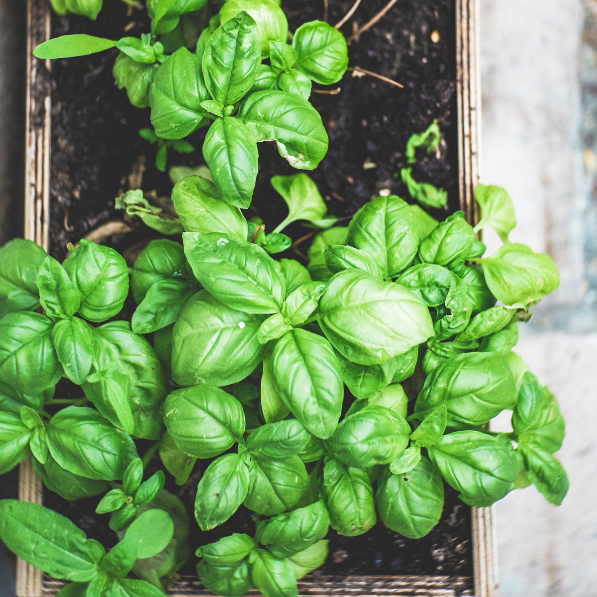 The 11 Best Herbs to Grow for Year-Round Harvesting / Herbs | Harvest ...