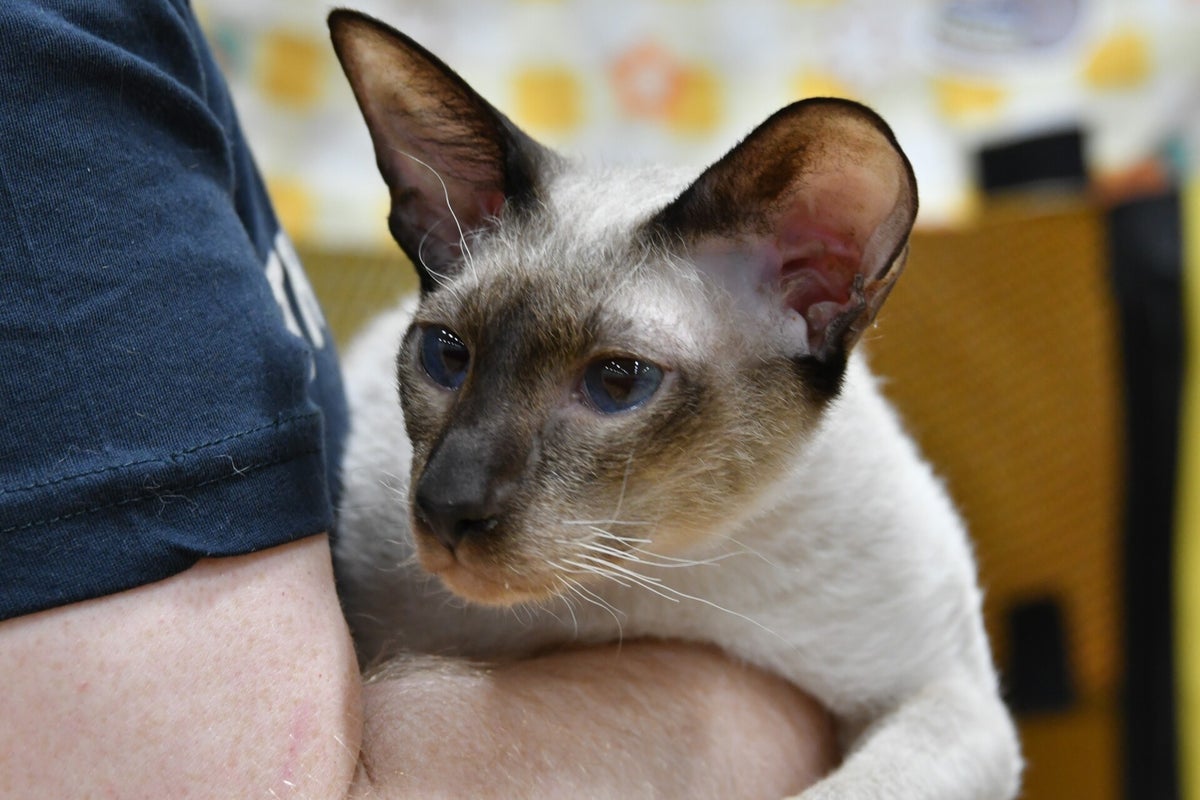 The Peterbald Breed History | Jezebel Peterbalds