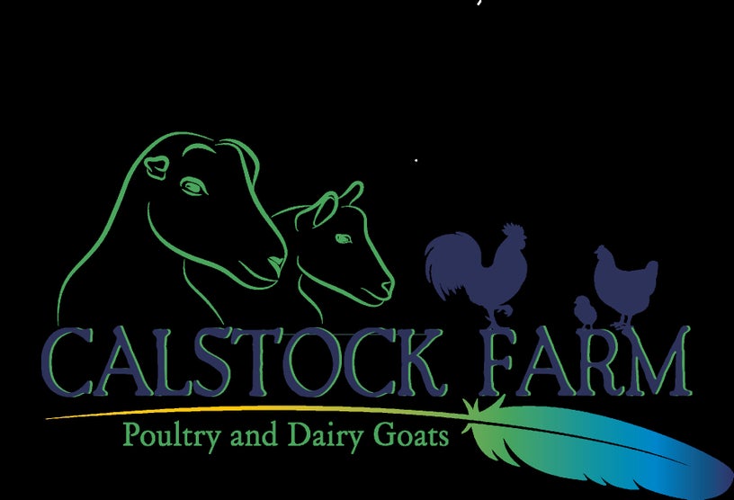 Calstock Lamanchas | Gabhran Creek