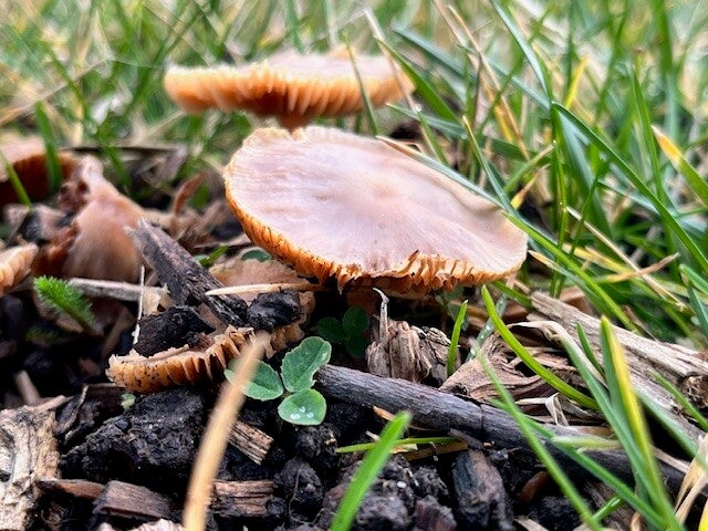 Cumbria Nature Festival