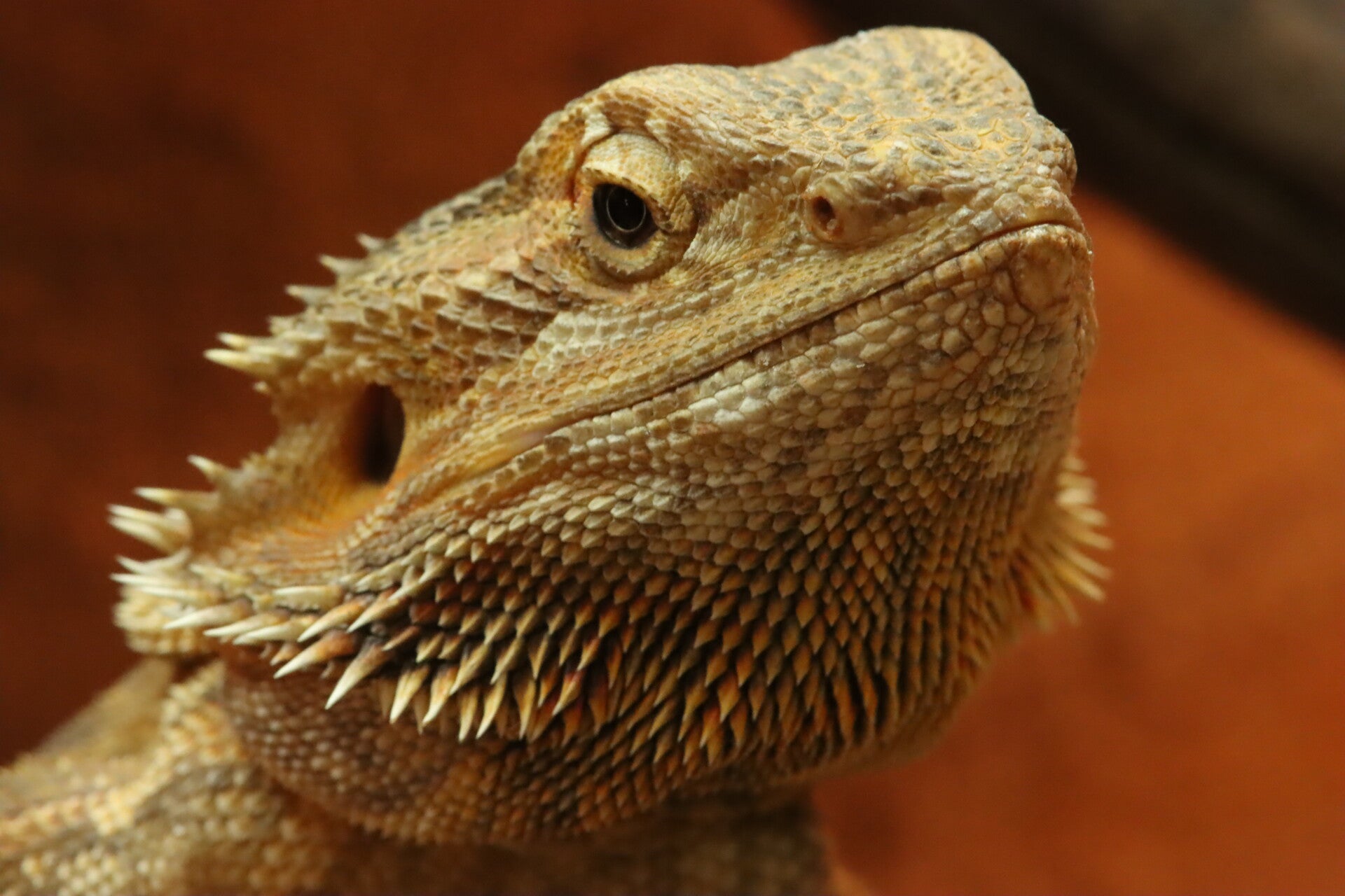 Welkom bij Animal corner Pijnacker!