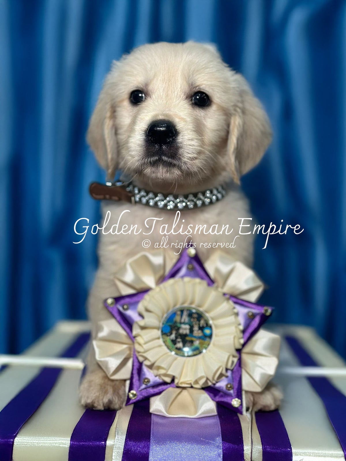 About Us | Golden Talisman Empire
