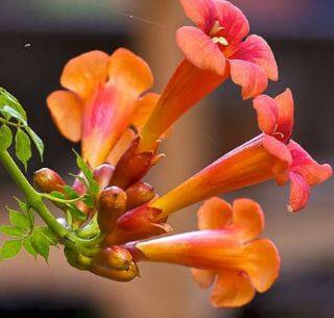 Campsis radicans - Trompetbloem (10) | Belevenissen-van-een-tuinkabouter Campsis radicans - Trompetbloem (10) | Belevenissen-van-een-tuinkabouter