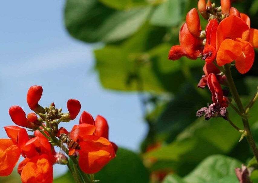 Pronkboon / Peulvruchten / Groenten telen / Moestuin | Belevenissen-van ...