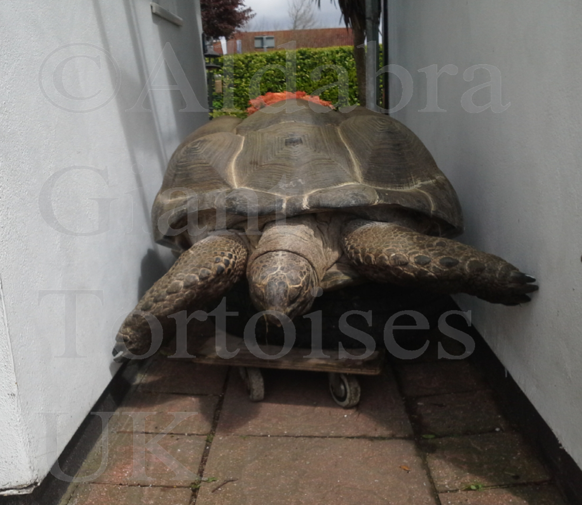 Recommendations Of Things to Include in Your Tortoise House And Pen / R ...