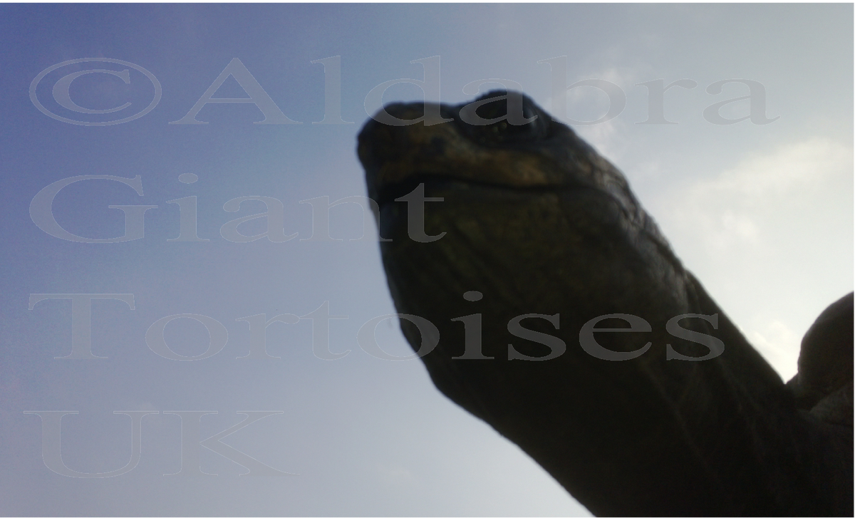 Should I Get A Tortoise? | Aldabra Giant Tortoises UK