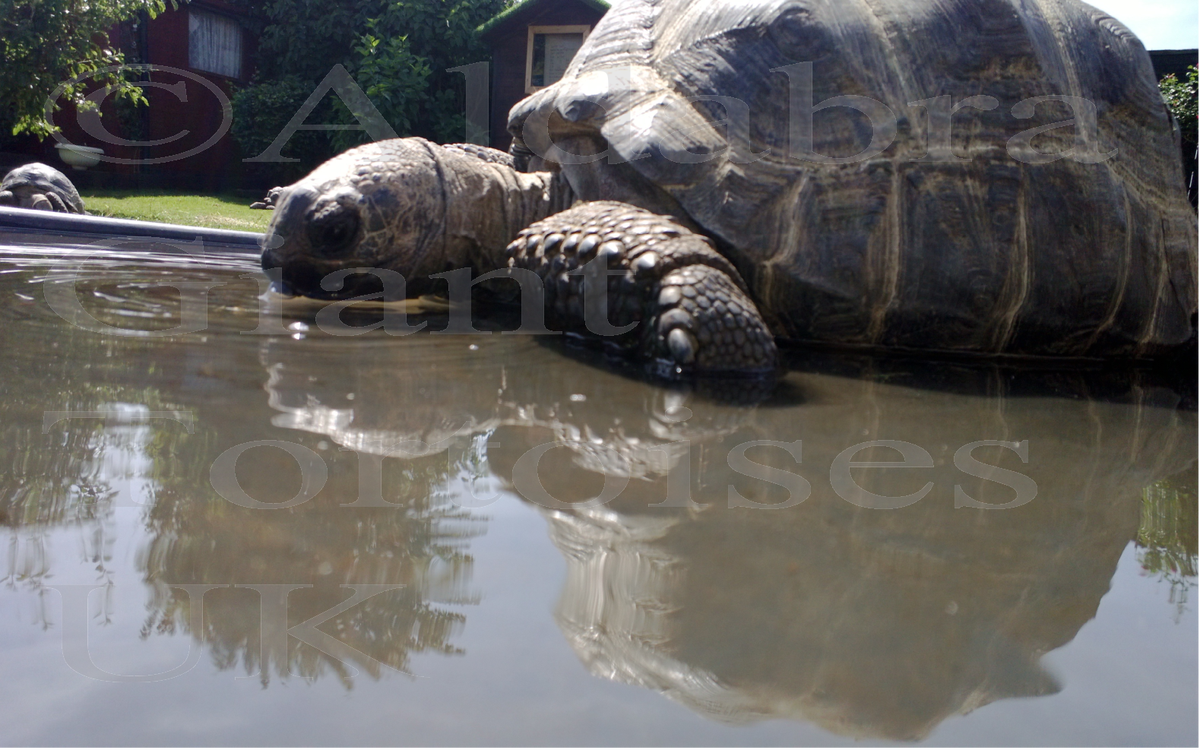 Information on Tortoise Body / How Can I Find Out More About My ...