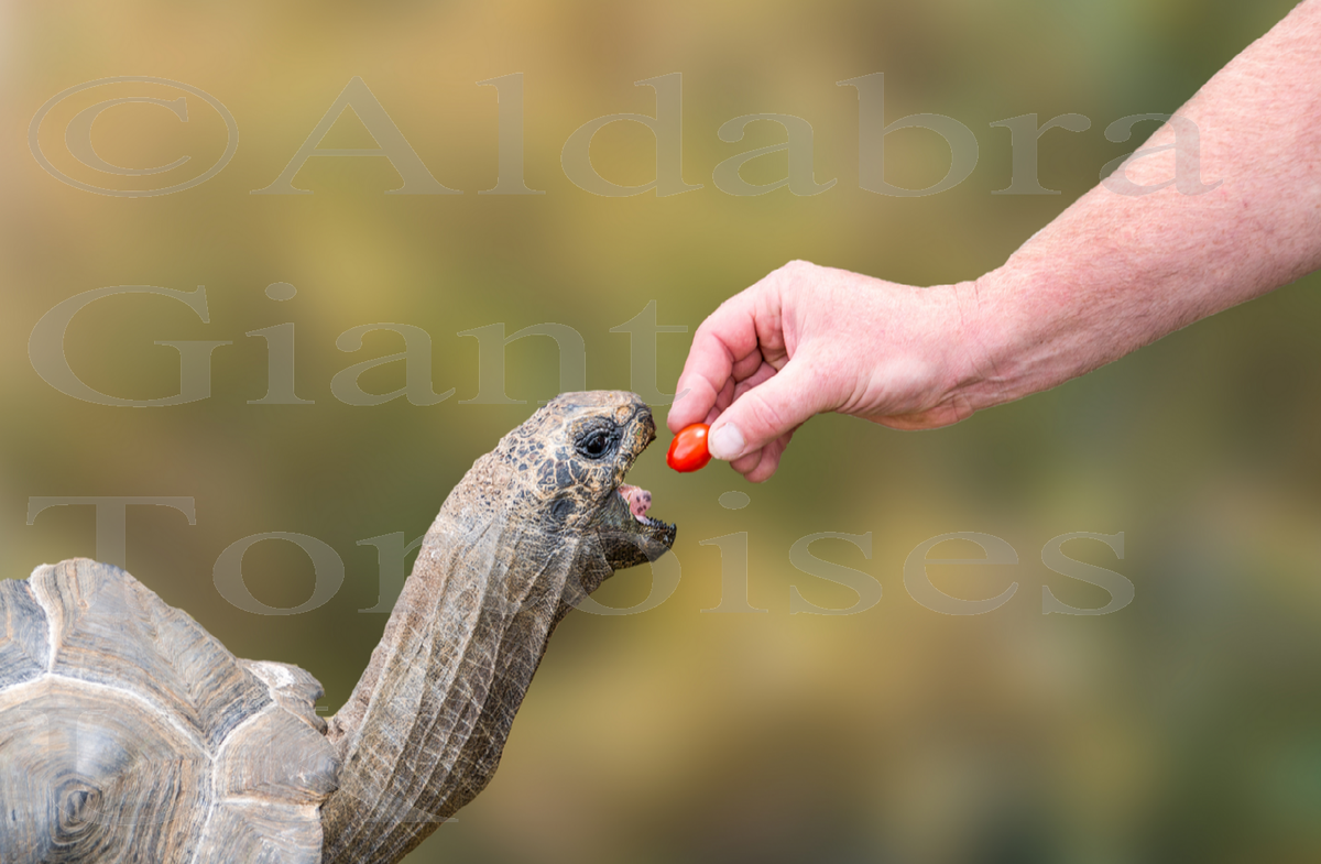 Information on Tortoise Body / How Can I Find Out More About My ...