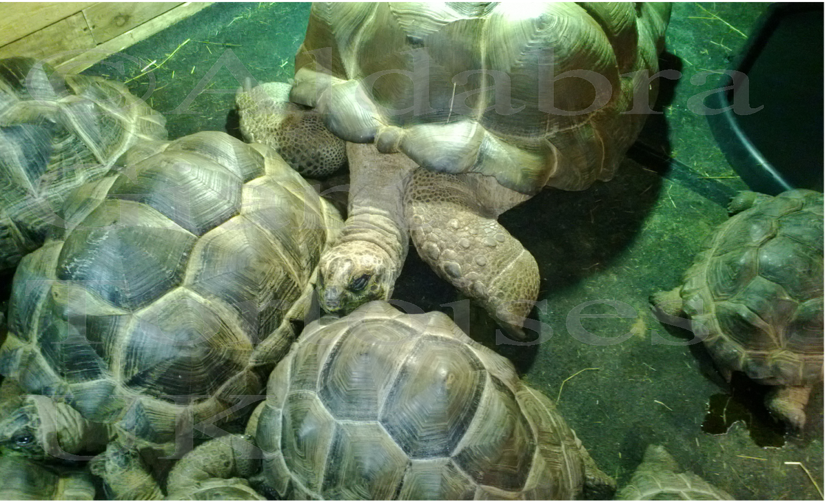Information on Tortoise Body / How Can I Find Out More About My ...