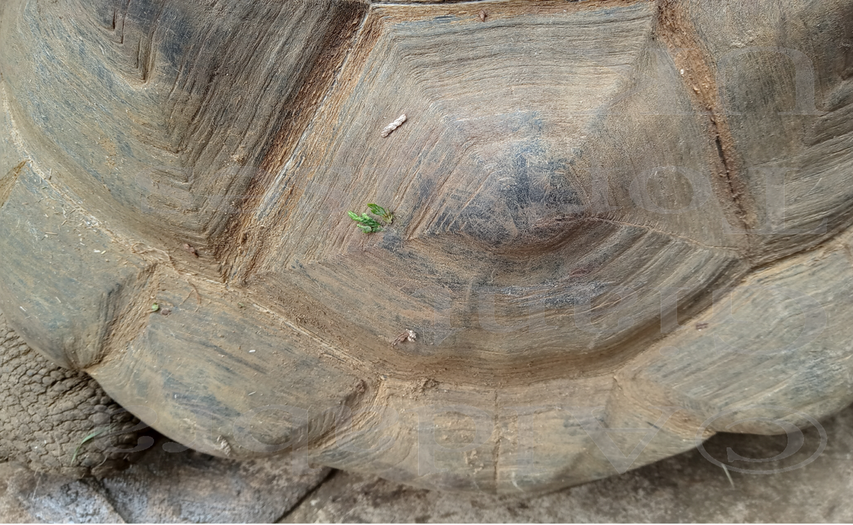 Information on Tortoise Body / How Can I Find Out More About My ...