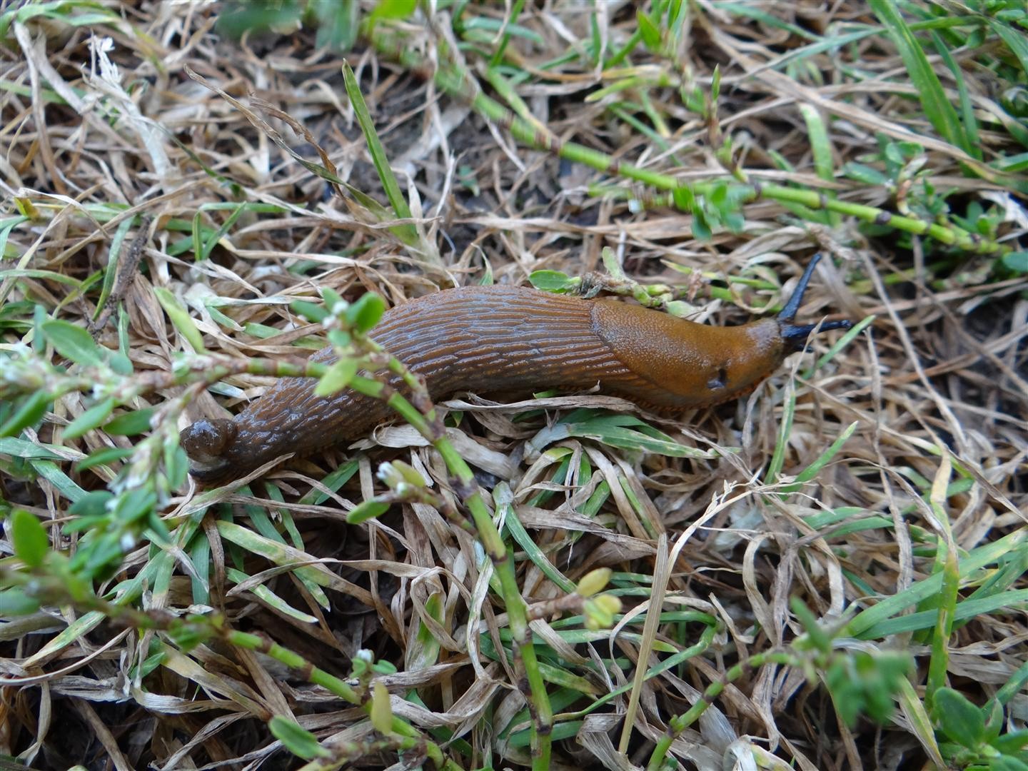 snails/ slakken | Natuurglans