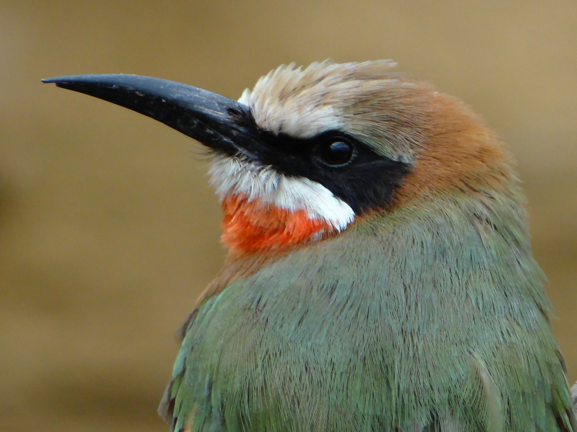 birds/vogelsoorten | Natuurglans