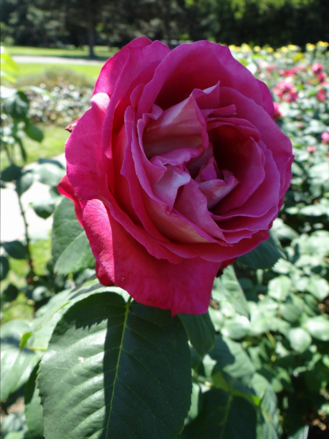 roses / Rozen soorten | Natuurglans