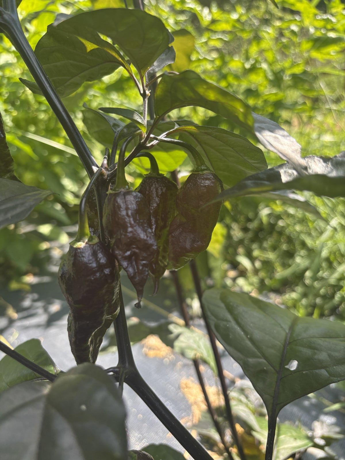 Butch T yellow x Testanera Dark F4 | Bane's Best