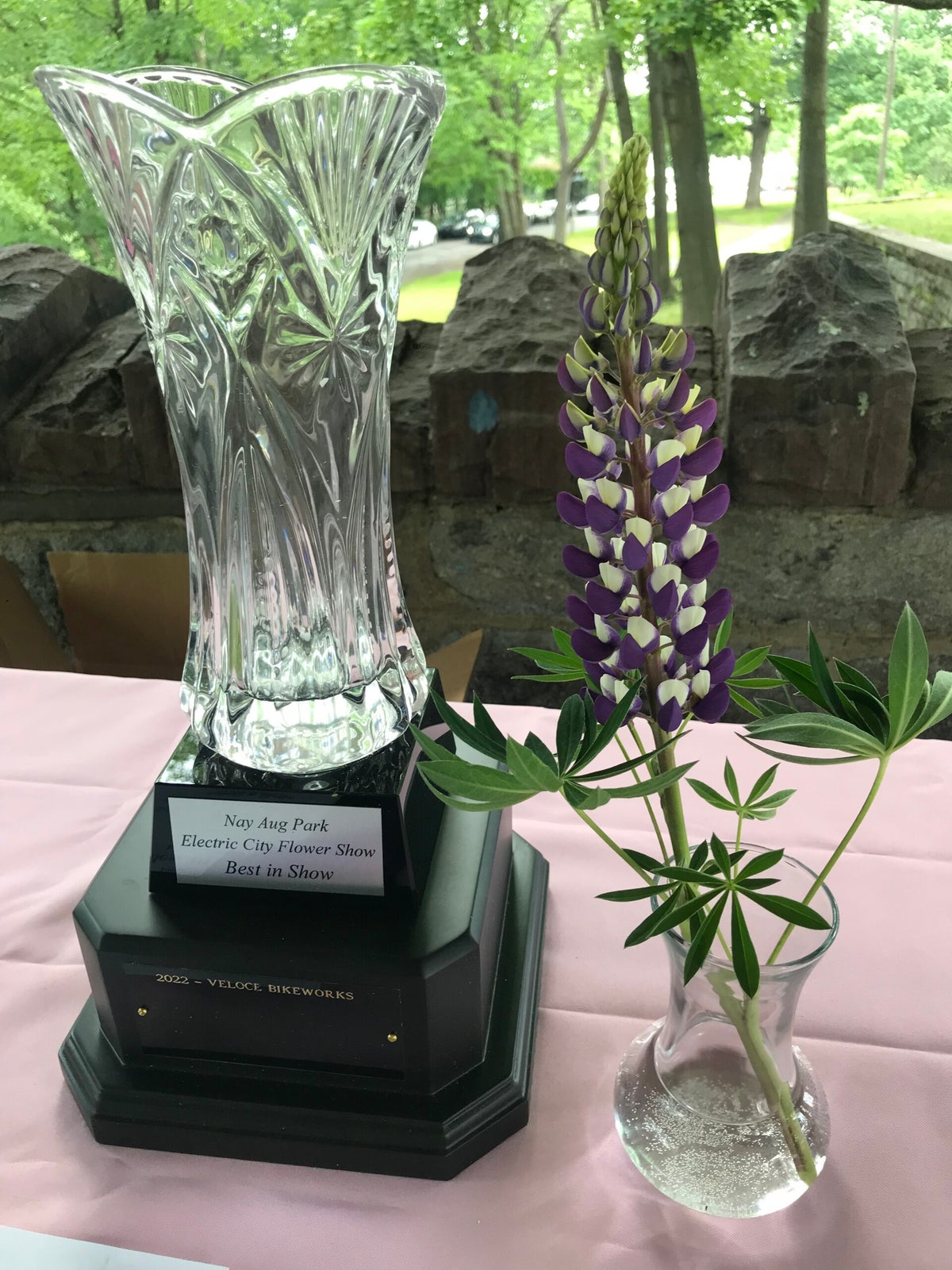 Criteria for Judging Flowers | Electric City Flower Show