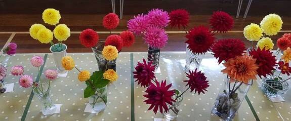 Criteria for Judging Flowers | Electric City Flower Show