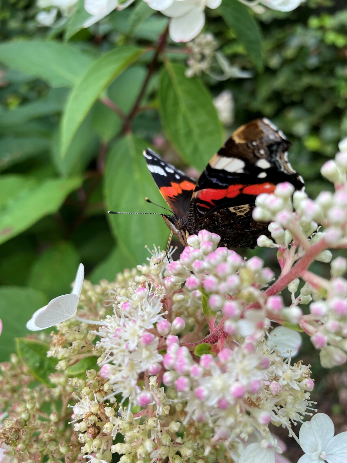 Tuinadvies | MINT tuinadvies tuinontwerp