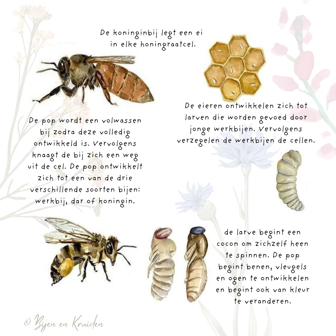 Levenscyclus van de honingbij / ZIELSCHRIFT | Bijen-en-Kruiden