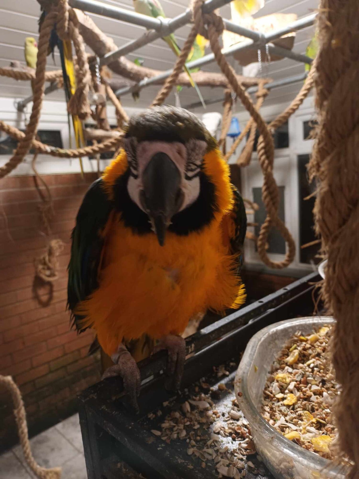 Sponsorship Guide | Guardian Angels Bird Sanctuary