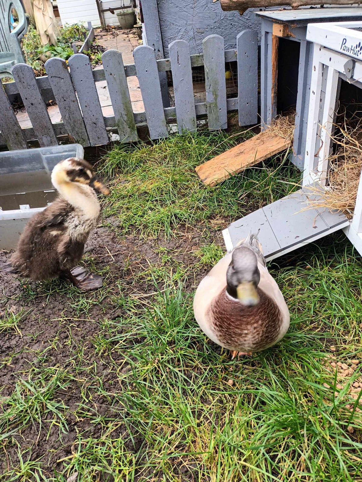 About Us | Guardian Angels Bird Sanctuary