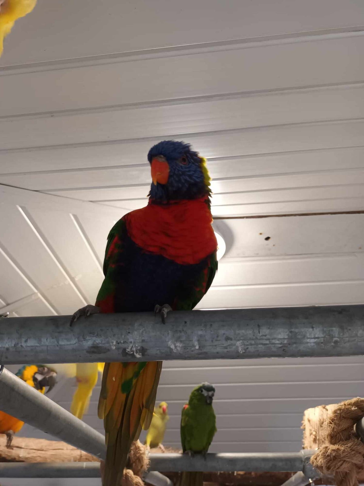 Sponsorship Guide | Guardian Angels Bird Sanctuary