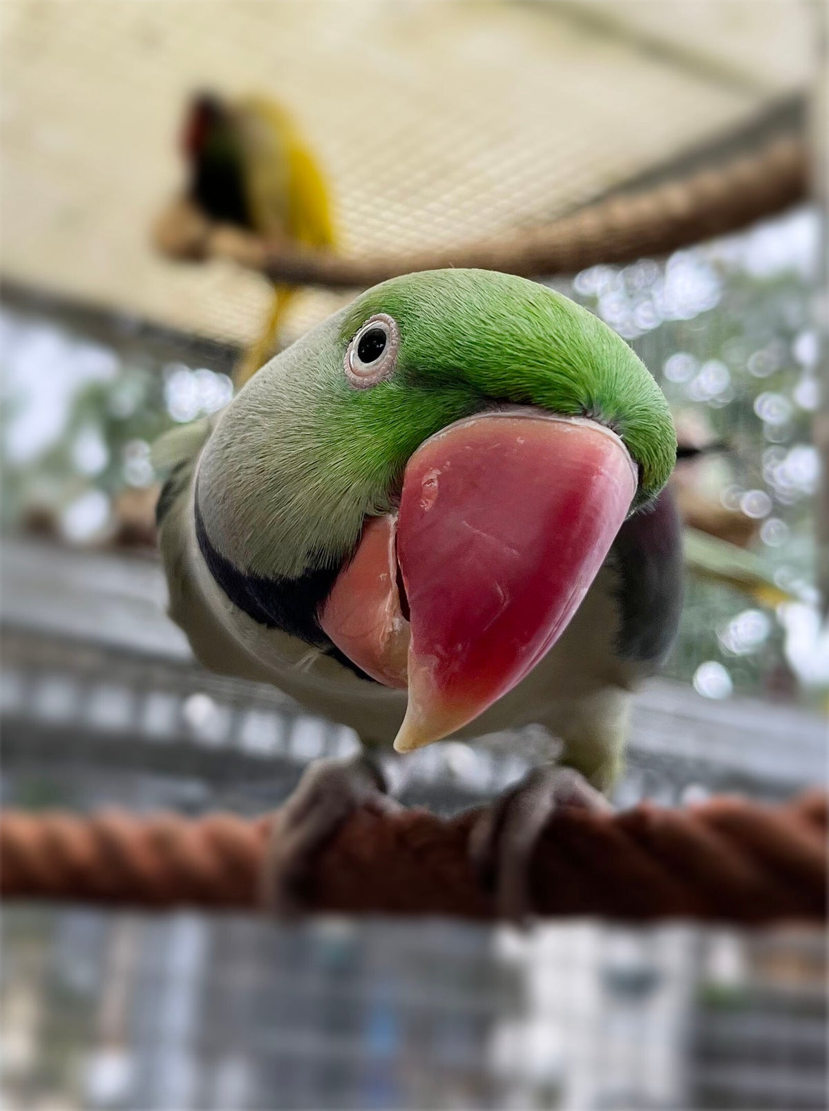 Gallery | Guardian Angels Bird Sanctuary