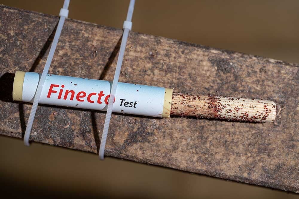 Finecto bloedluis test | BIRDS&co