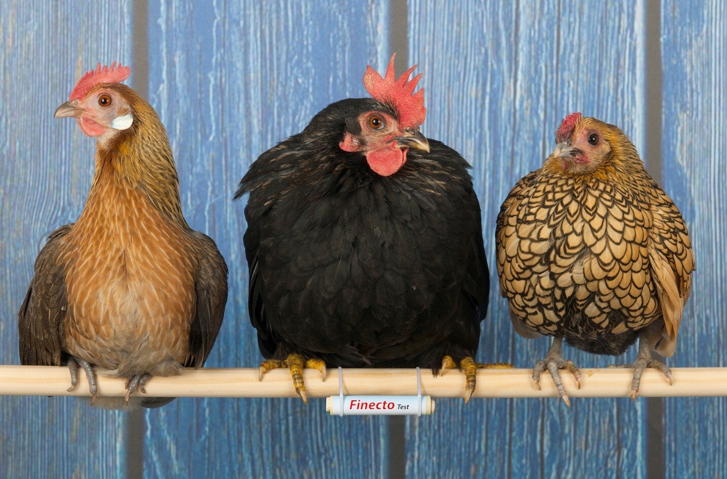 Finecto bloedluis test | BIRDS&co
