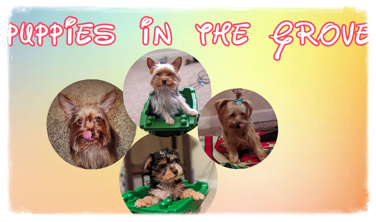 What you will get from me. | Puppies in the Grove
