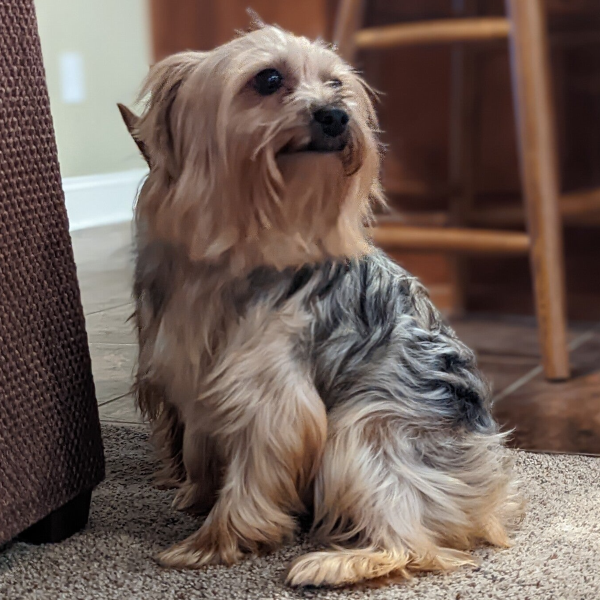 Adult Yorkies | Puppies in the Grove